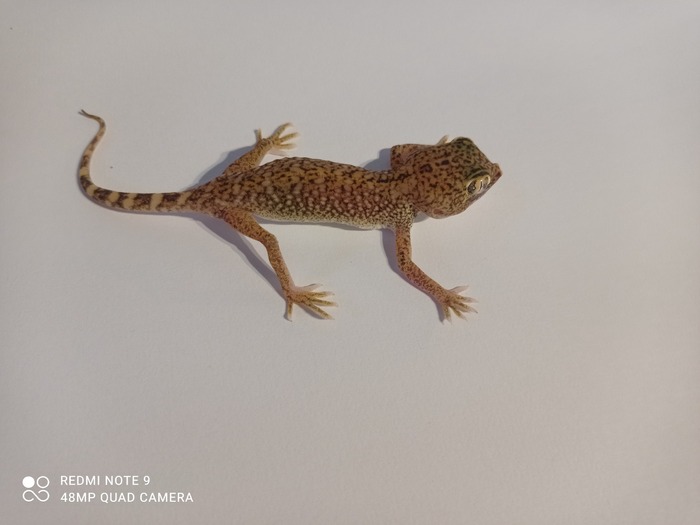 Stenodactylus doriae :: Sd-geckos5